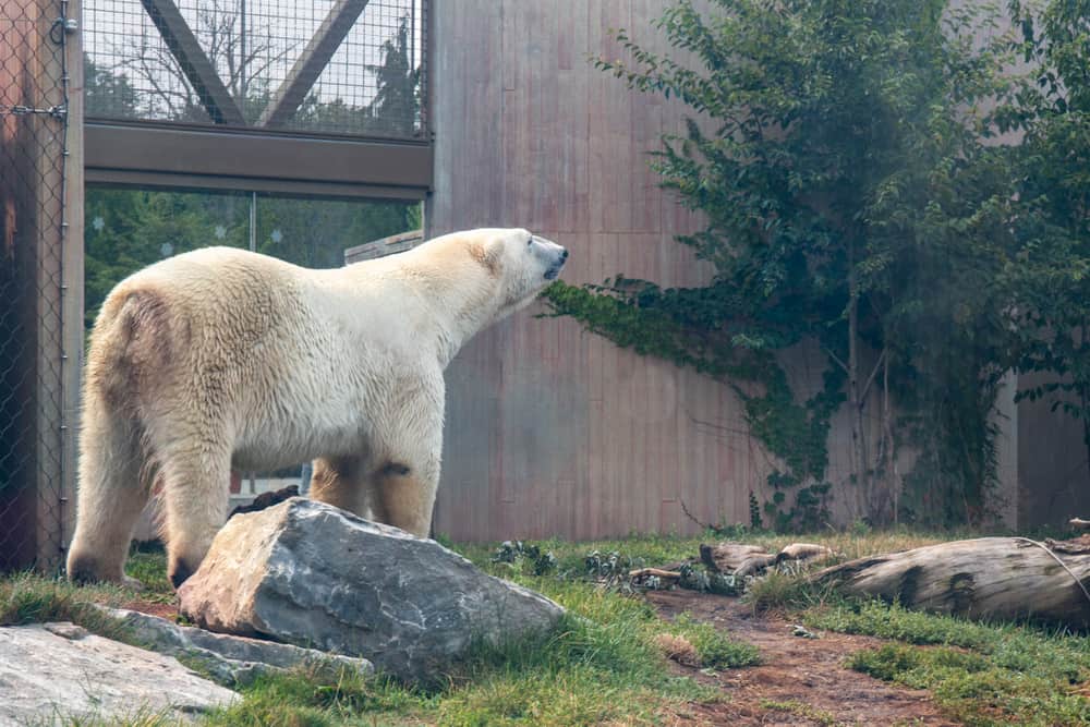 The Buffalo Zoo: Exploring the United State's 3rd Oldest Zoo ...