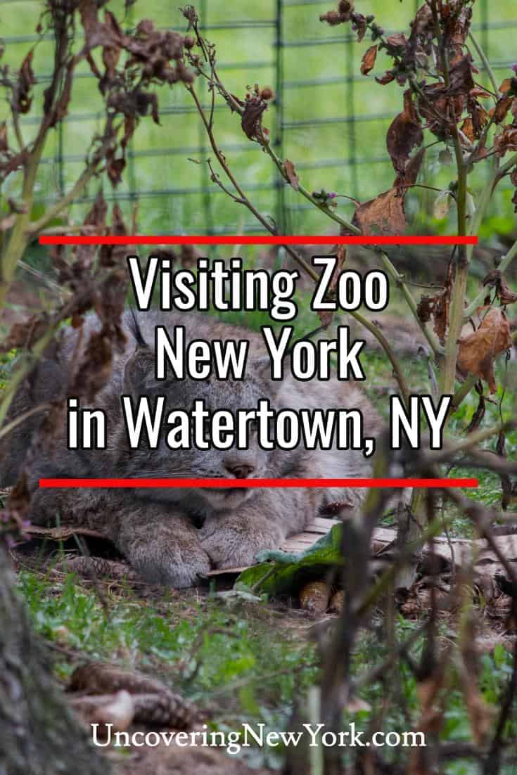 Visiting Zoo New York at Thompson Park in Watertown - Uncovering New York