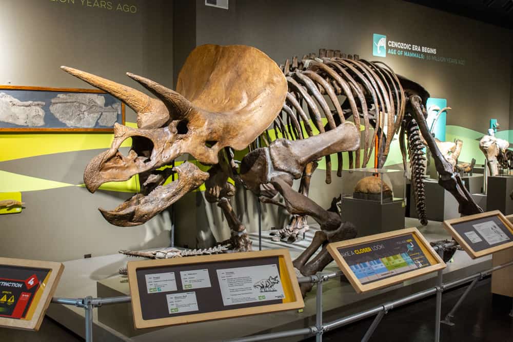 What It's Like to Visit the Buffalo Museum of Science - Uncovering New York