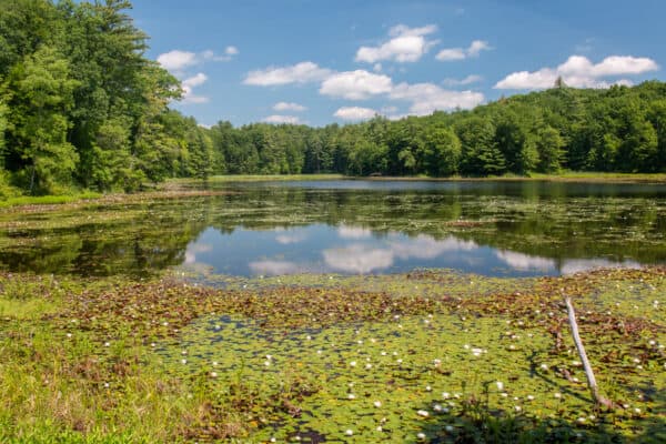Hiking the Lily Lake Trail in Chenango Valley State Park Near ...