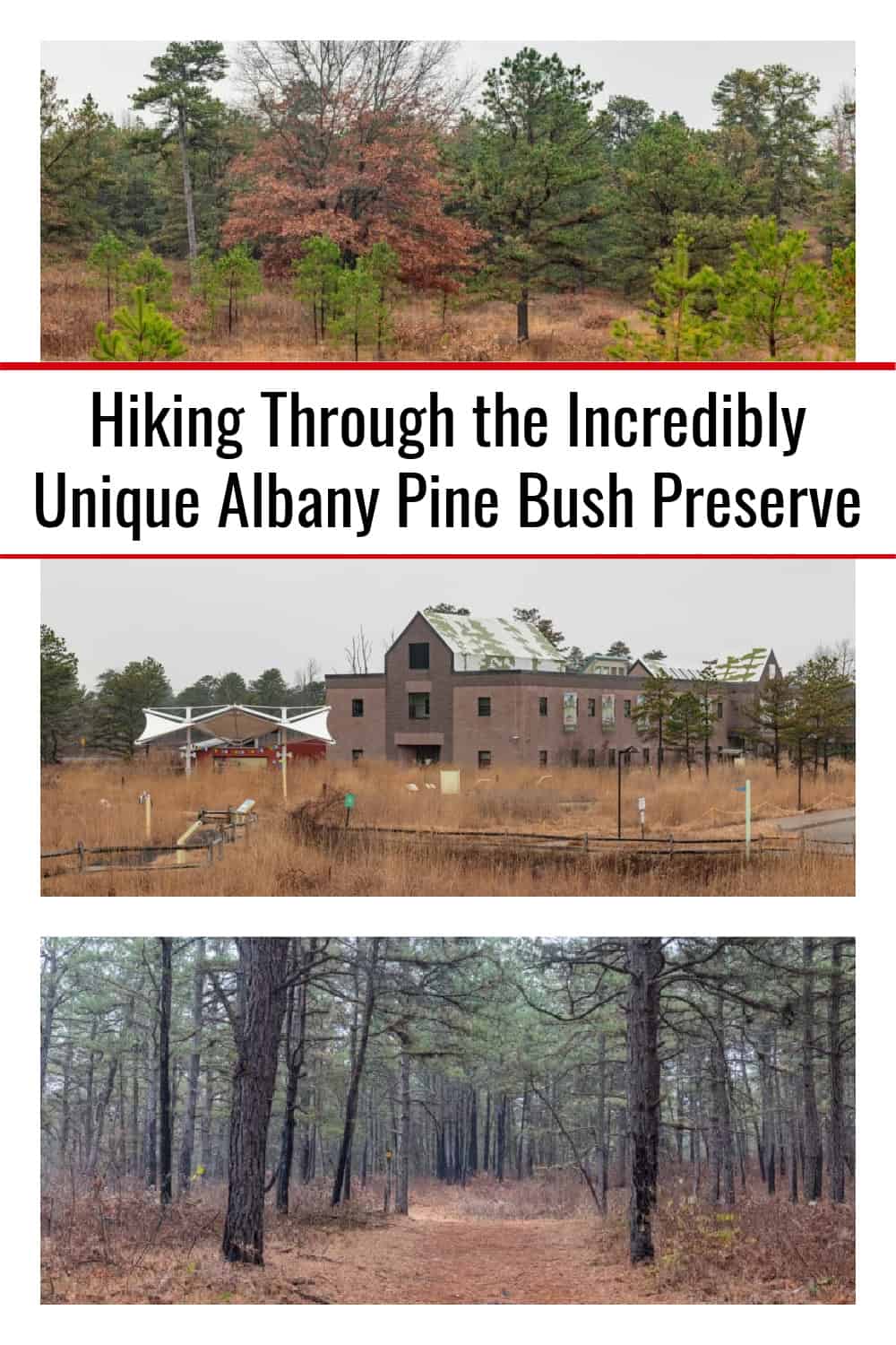 Hiking Through the Incredibly Unique Albany Pine Bush Preserve ...