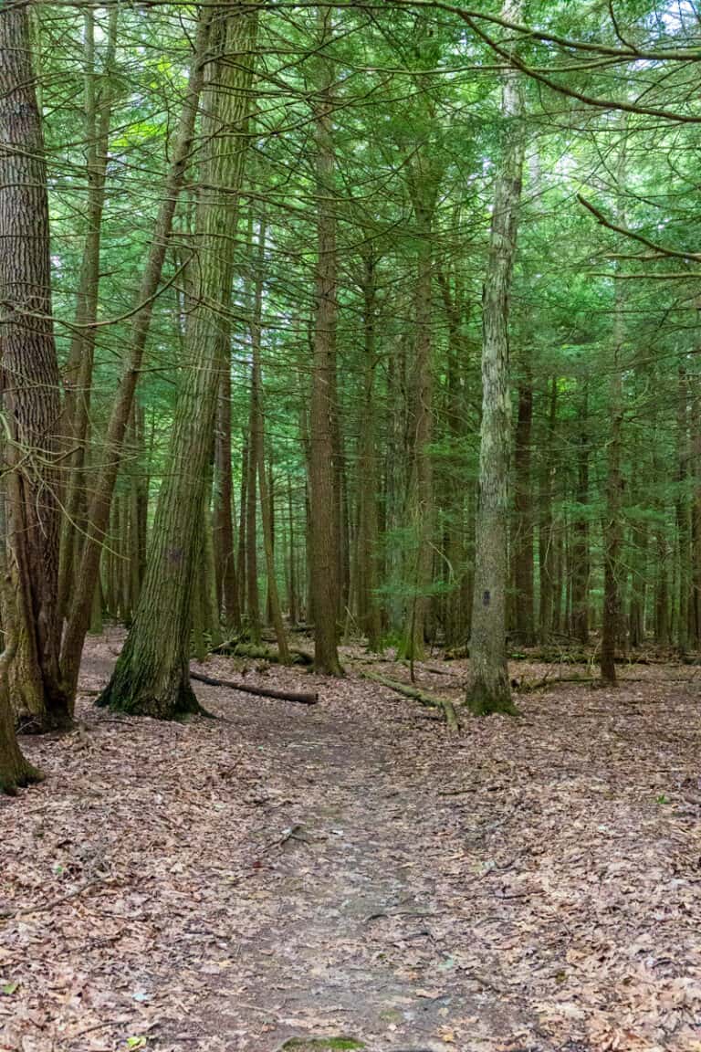 Visiting the Fantastic Overlook in Mossy Bank Park in Bath, NY ...