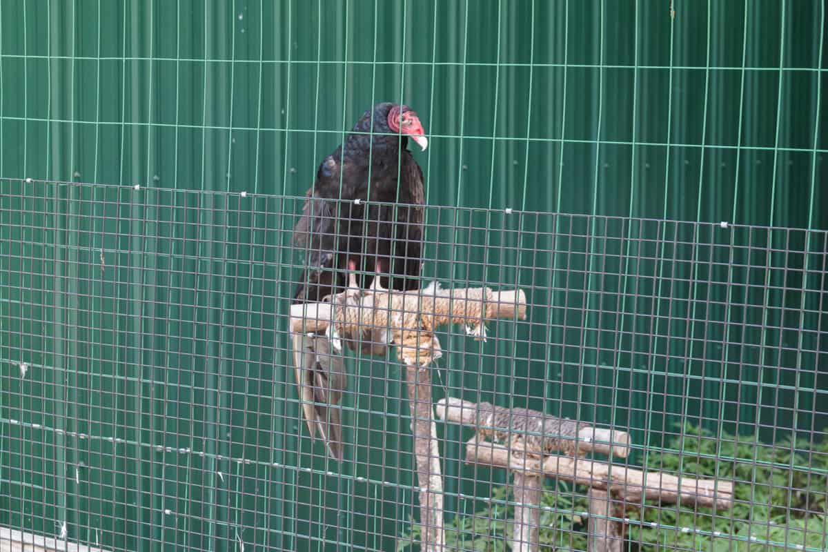 Hiking to the Six-Story Treehouse at the Cayuga Nature Center Near ...